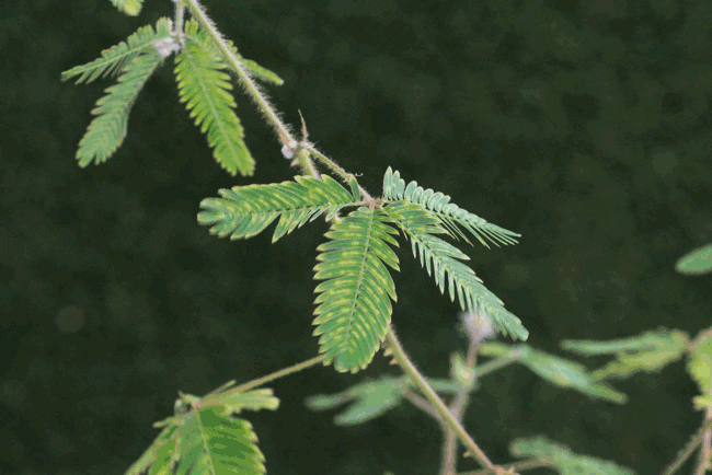 Photos Plant GIF - Find & Share on GIPHY