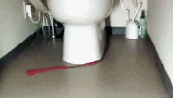 Cat Following GIF by Cheezburger - Find & Share on GIPHY