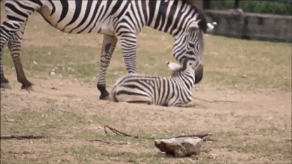 Zoo GIF - Find & Share on GIPHY