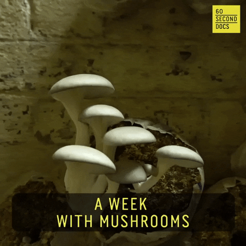 Magic Mushrooms Mushroom GIF by 60 Second Docs - Find & Share on GIPHY