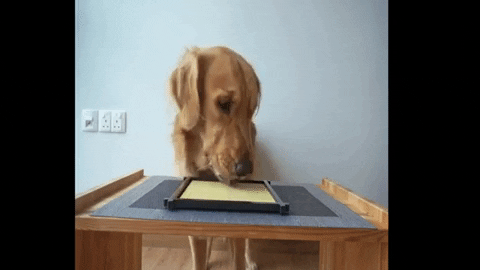 Golden Retriever Goldie GIF by WoofWaggers - Find & Share on GIPHY