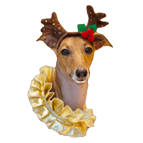 Italian Greyhound Dog Sticker for iOS & Android | GIPHY