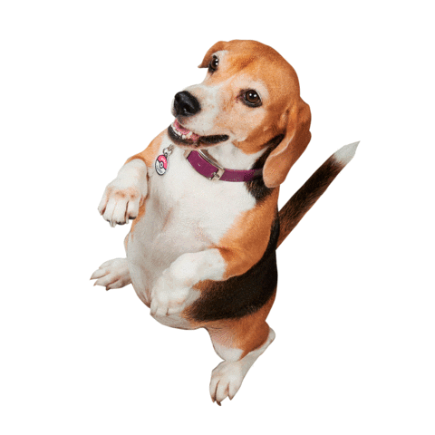 Dog Perros Sticker by Lamosa for iOS & Android | GIPHY