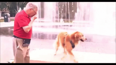 Golden Retriever GIF - Find & Share on GIPHY