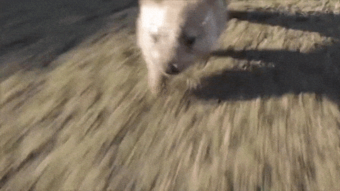 Wombat GIFs - Get the best GIF on GIPHY