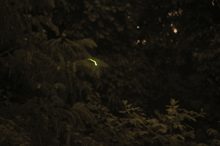 Virginia Fireflies GIF - Find & Share on GIPHY