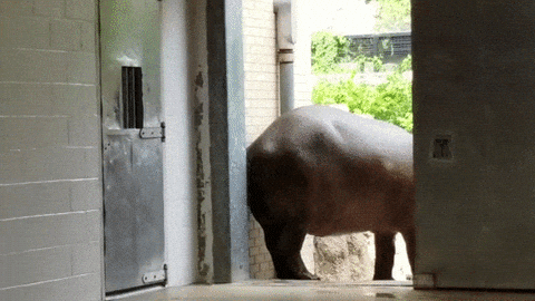 Shit Hits The Fan GIFs - Find & Share on GIPHY