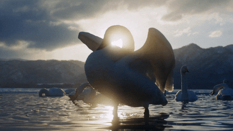 When Nature Calls Bird GIF by ABC Network - Find & Share on GIPHY