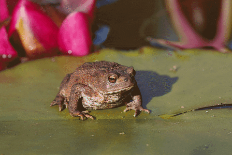Zoom Toad GIF - Find & Share on GIPHY