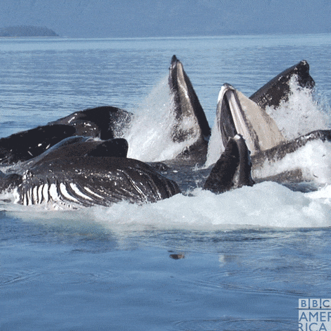 Eat Humpback Whale GIF by BBC America - Find & Share on GIPHY