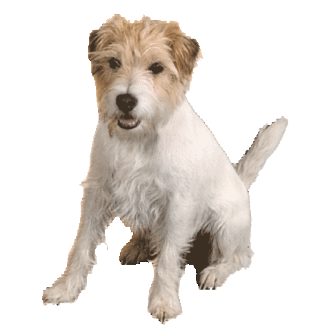 Dog Sitting Sticker by whylder for iOS & Android | GIPHY