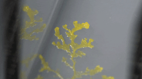 Heather Barnett – The Physarum Experiment: The Maze – Busayo's Corner