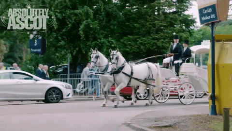 GIF by Absolutely Ascot - Find & Share on GIPHY