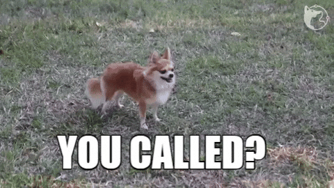 Call Chihuahua GIF by WoofWaggers - Find & Share on GIPHY