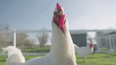 Chicken Vegan GIF by Mercy For Animals - Find & Share on GIPHY