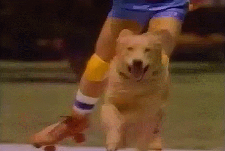 Magic Dog GIF - Find & Share on GIPHY
