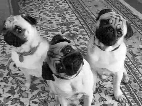 Pug Appreciation GIFs - Find & Share on GIPHY