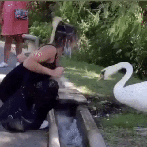 Laughing Goose Gif