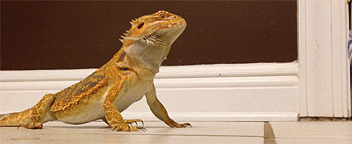 Bearded Dragon Lizards GIF - Find & Share on GIPHY