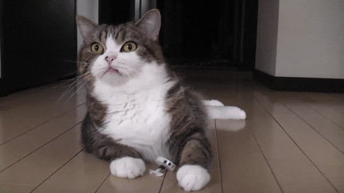 Cat Looking GIF - Find & Share on GIPHY