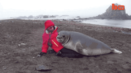 Elephant Seal GIF - Find & Share on GIPHY