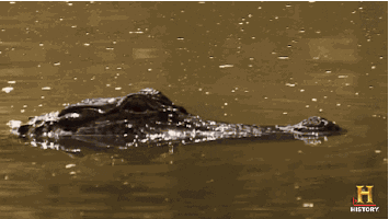 GIF by Swamp People - Find & Share on GIPHY