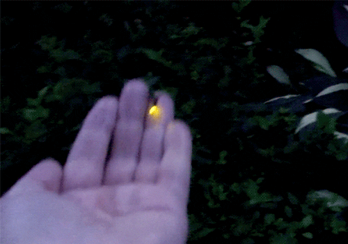 Firefly GIF - Find & Share on GIPHY