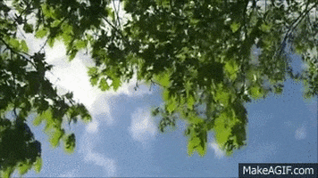 Trees GIF - Find & Share on GIPHY