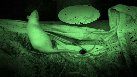 Fear Factor Rat GIF - Find & Share on GIPHY