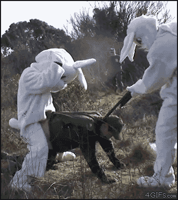 Rabbits GIF - Find & Share on GIPHY