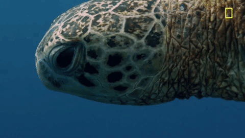 Nat Geo Ocean GIF by National Geographic Channel - Find & Share on GIPHY