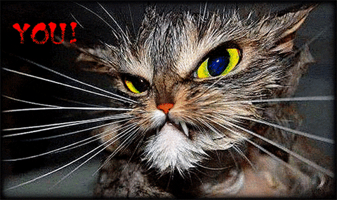 Cat GIF - Find & Share on GIPHY