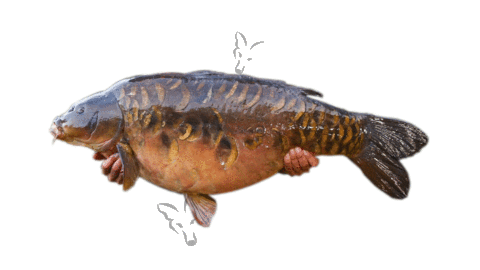 Carp Sticker by FoxInt for iOS & Android | GIPHY