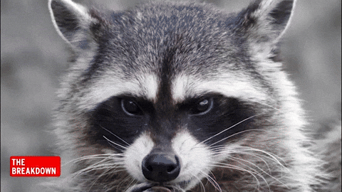 Raccoon GIF by Inside Edition - Find & Share on GIPHY