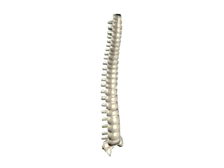 Spine Chiropractic Sticker by quirocamp for iOS & Android | GIPHY