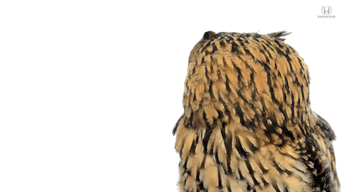 Owl Hello GIF by Honda - Find & Share on GIPHY