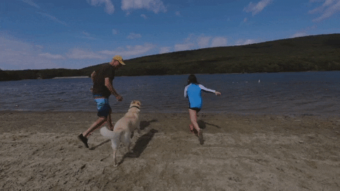 Dog Fetch GIF by Switzerfilm - Find & Share on GIPHY