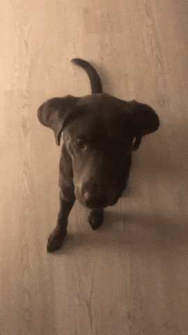 Panorama Studios GIF - Find & Share on GIPHY