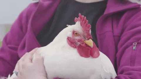 Chicken Hug GIF by Mercy For Animals - Find & Share on GIPHY