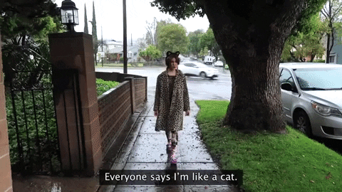 Sassy Cat Lady GIF - Find & Share on GIPHY