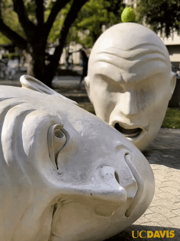 University Of California Egghead GIF by UC Davis - Find & Share on GIPHY