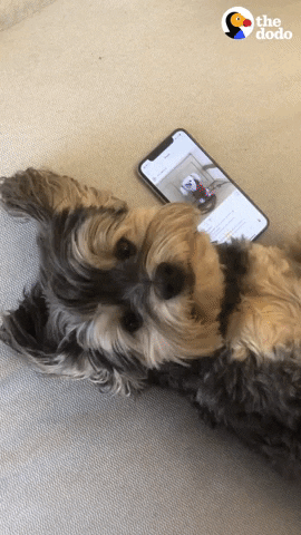 Dog GIF by The Dodo - Find & Share on GIPHY