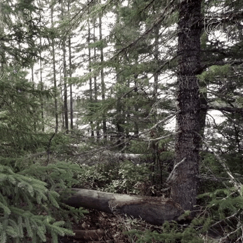 Toilet Paper Forest GIF by NRDC - Find & Share on GIPHY
