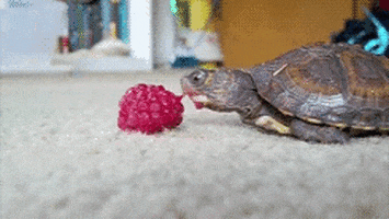 Baby Animals Turtles GIF - Find & Share on GIPHY