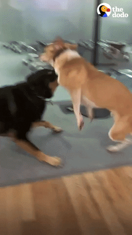 Dog Office GIF by The Dodo - Find & Share on GIPHY