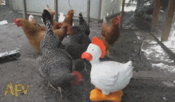 Scared Chicken GIF by Cheezburger - Find & Share on GIPHY