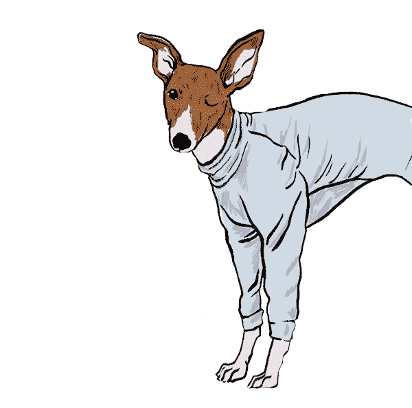 Whippet Sticker for iOS & Android | GIPHY