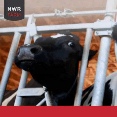 Red Barn Mats GIF - Find & Share on GIPHY