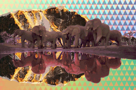 Animation Elephants GIF by weinventyou - Find & Share on GIPHY