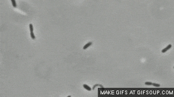 Bacteria GIF - Find & Share on GIPHY